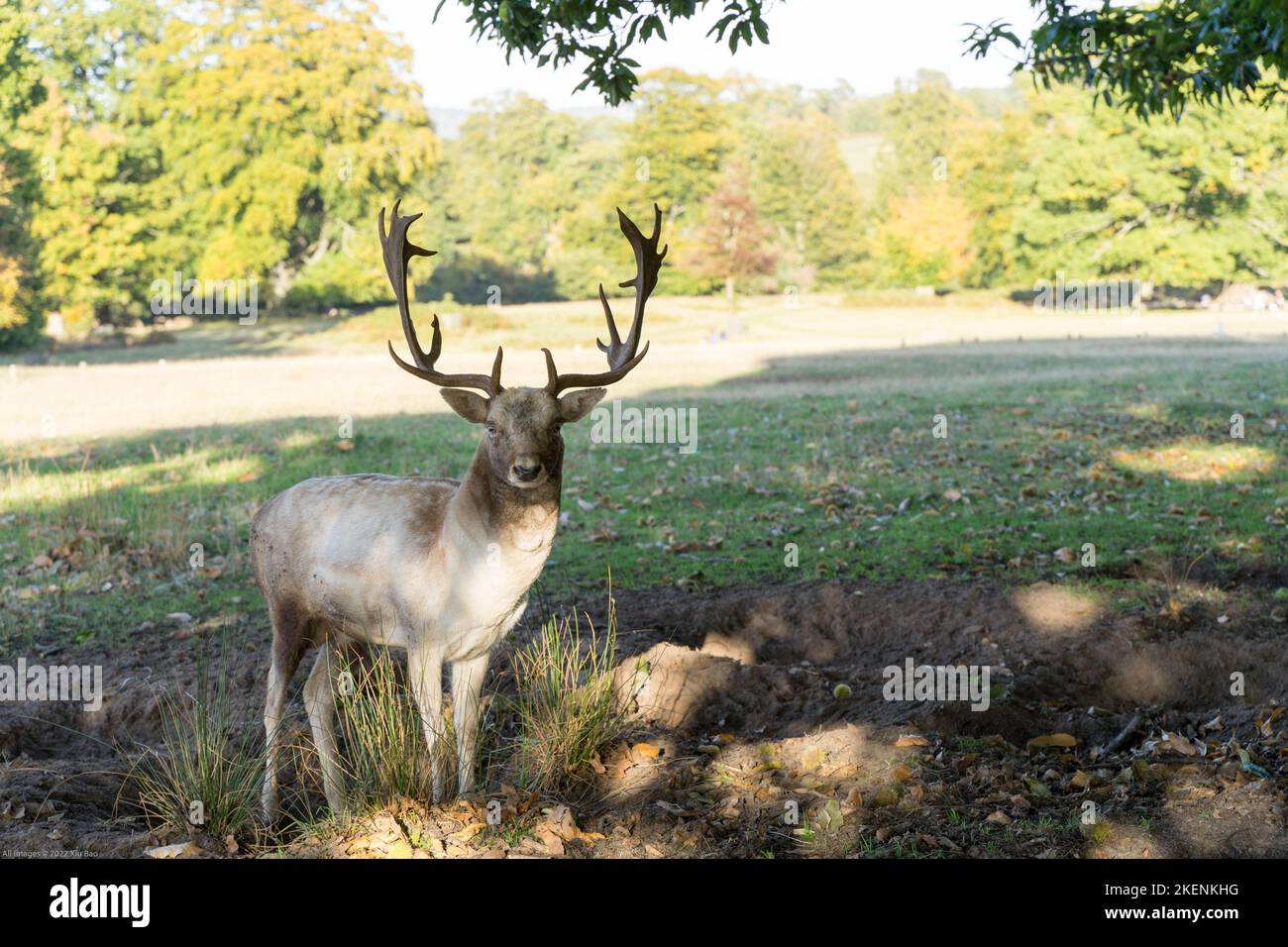 wild deer (d .Dama) with full grown antlers standing in the shade at ...