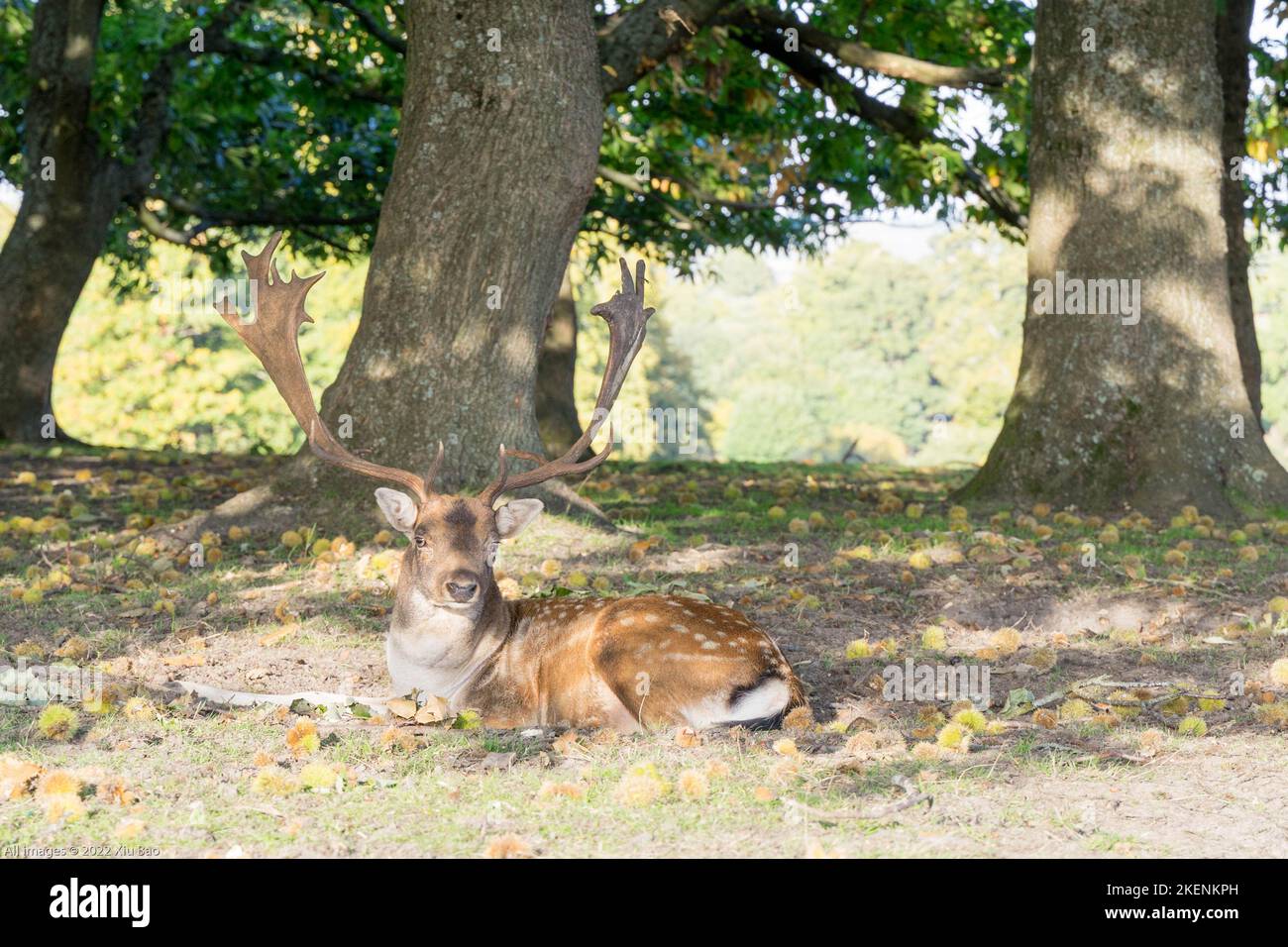wild deer (d .Dama) with full grown antlers sun bathing in the sunshine ...