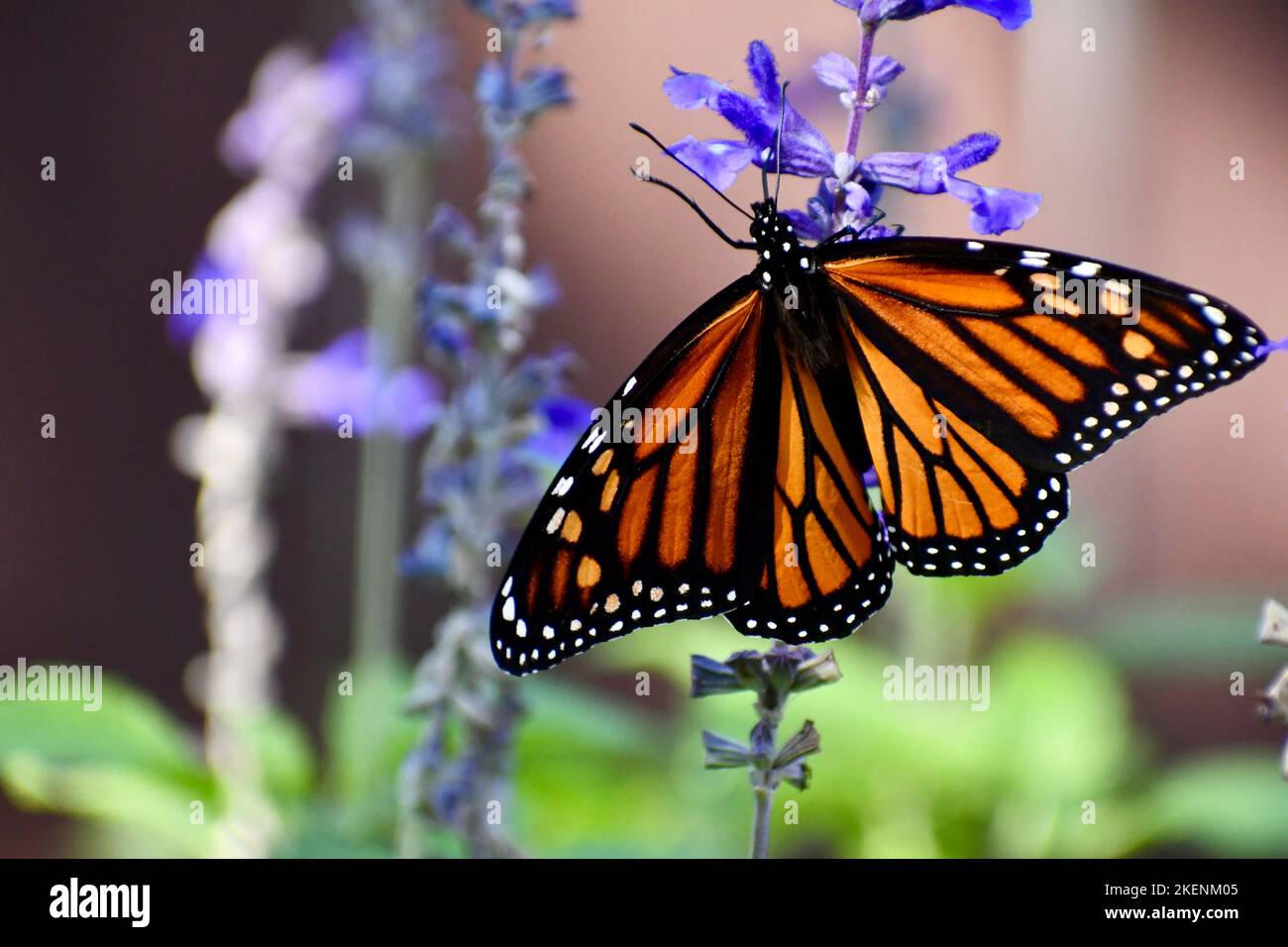 Female monarch butterfly on blue salvia Stock Photo - Alamy