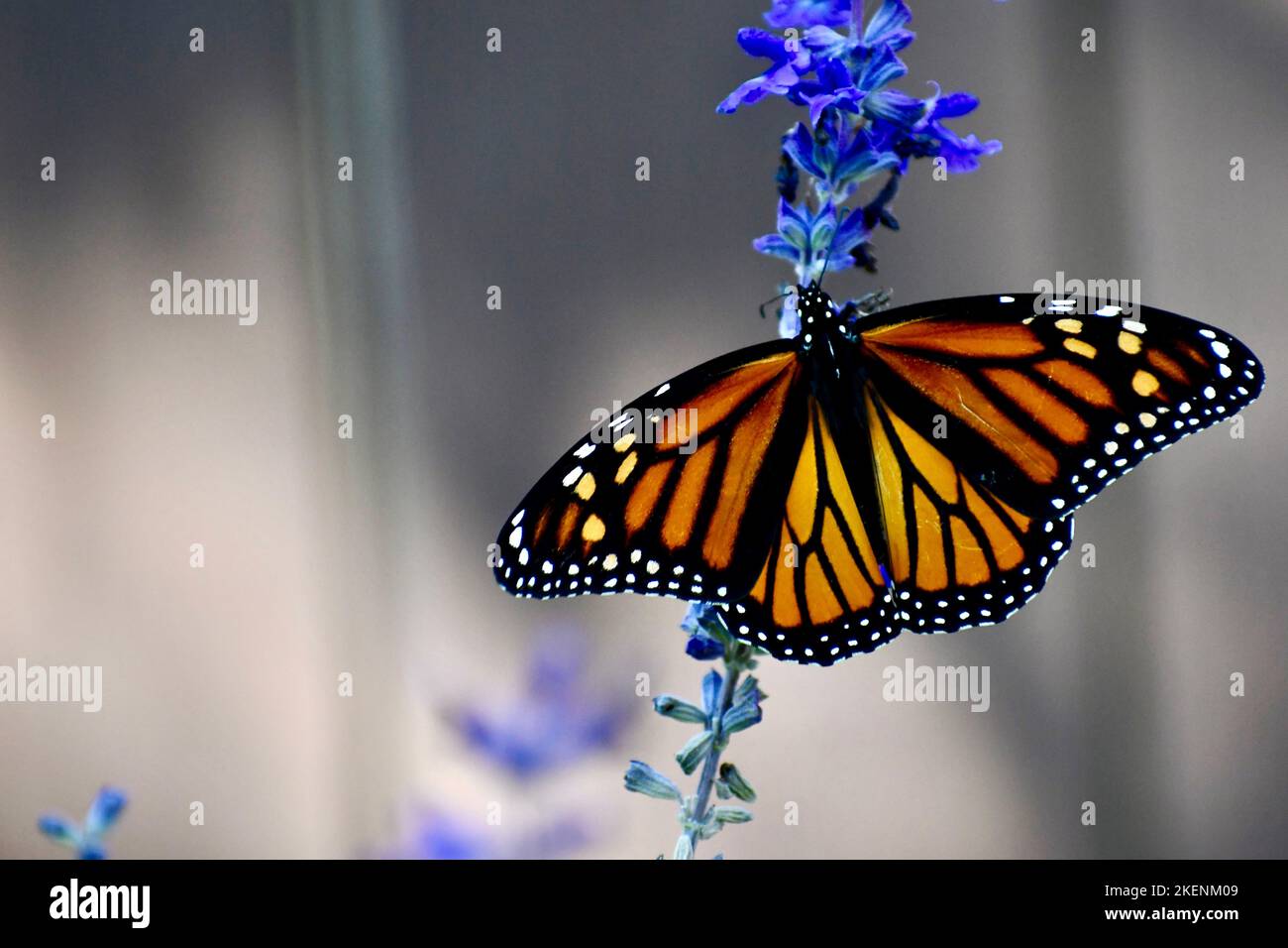 Female monarch butterfly on blue salvia Stock Photo - Alamy