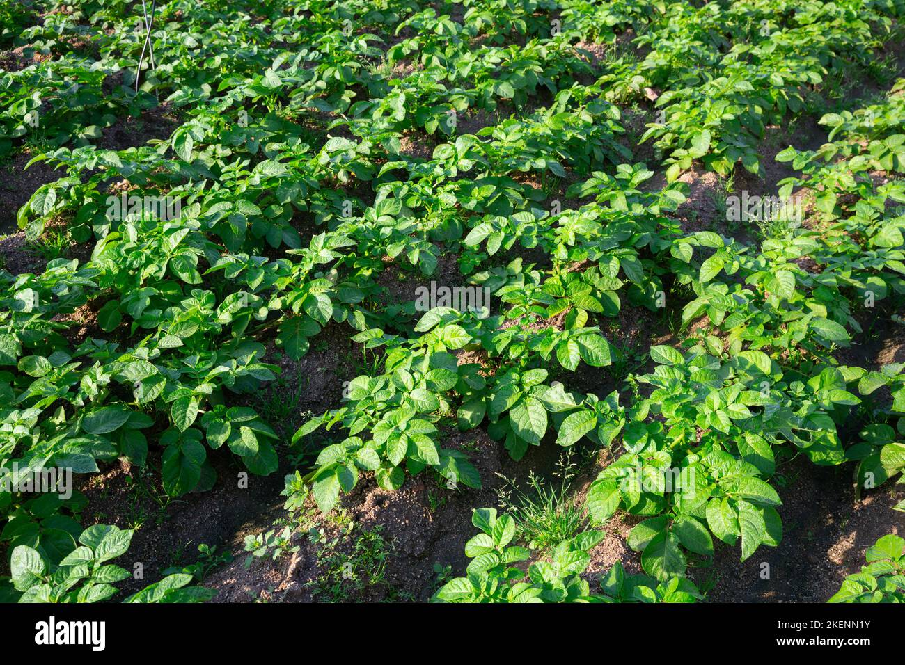 Potatoes growing on plantation Stock Photo - Alamy