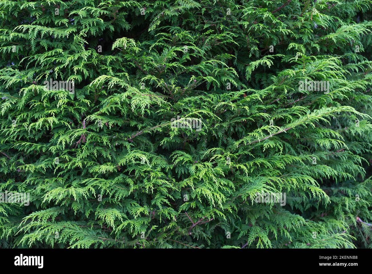 Evergreen foliage and leafage hi-res stock photography and images - Alamy