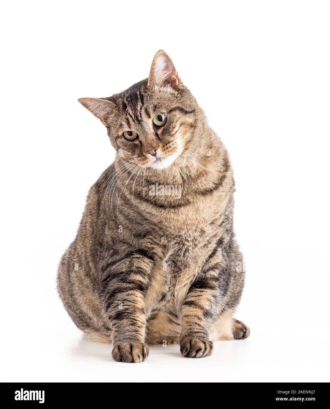 European tabby cat hi-res stock photography and images - Alamy