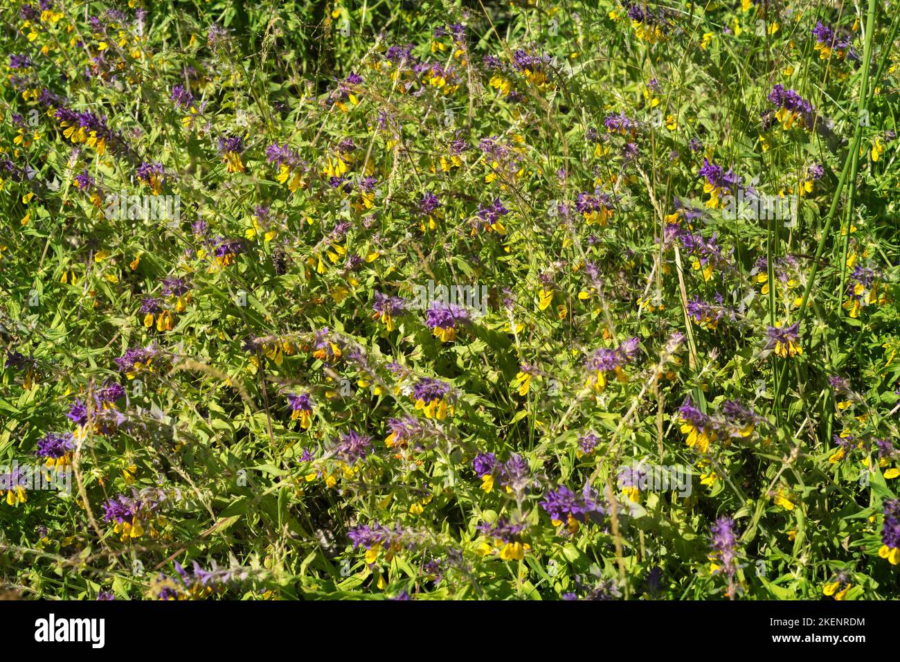 Thickets of meadow grass (L. melampýrum nemorósum) at the forest edge ...