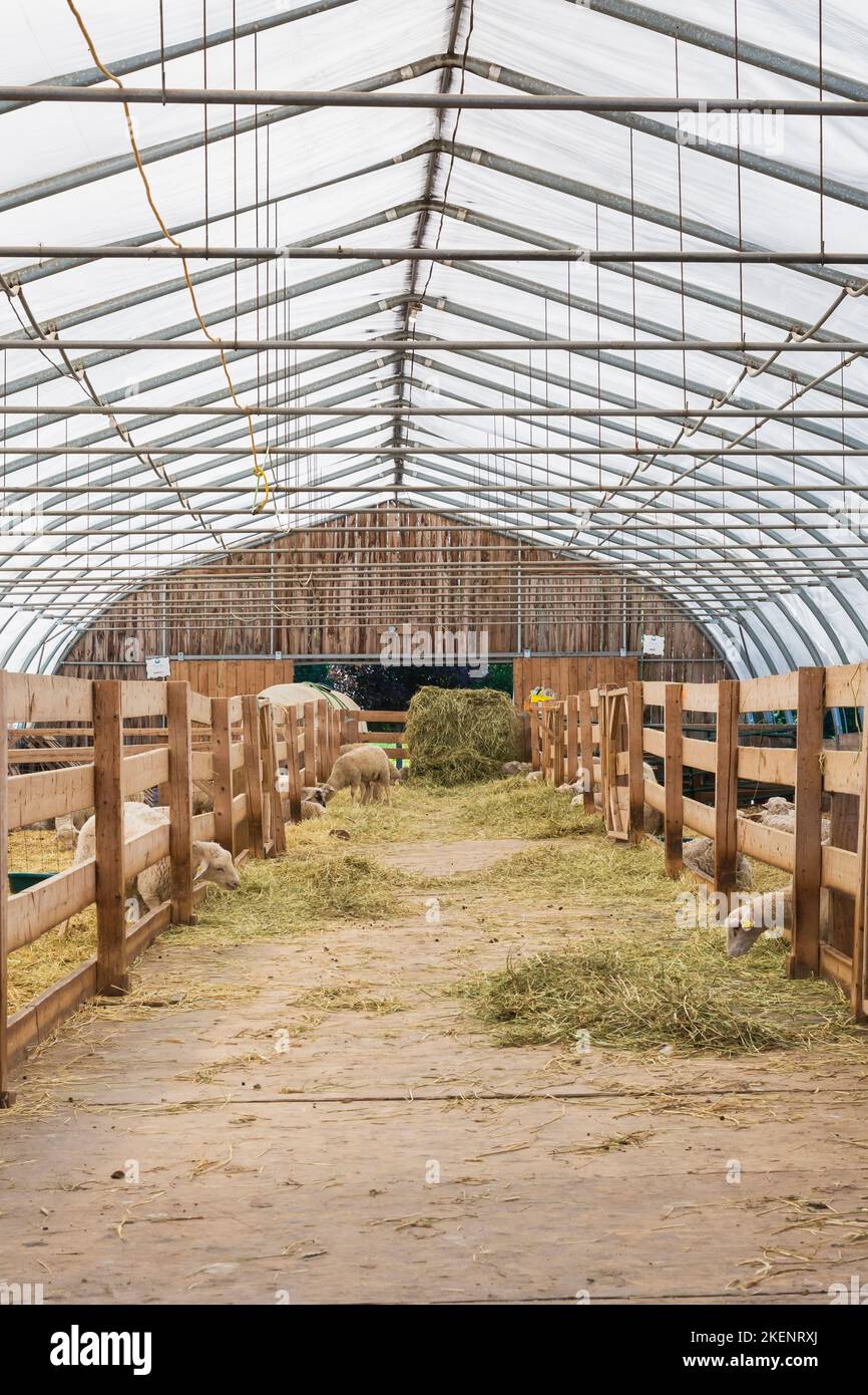 Sheep pen with Arcott Rideau lambs being bred and raised for meat Stock ...
