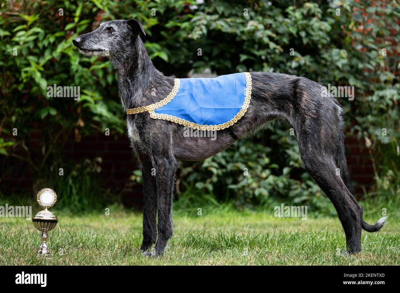 Spanish greyhound grass hi-res stock photography and images - Alamy