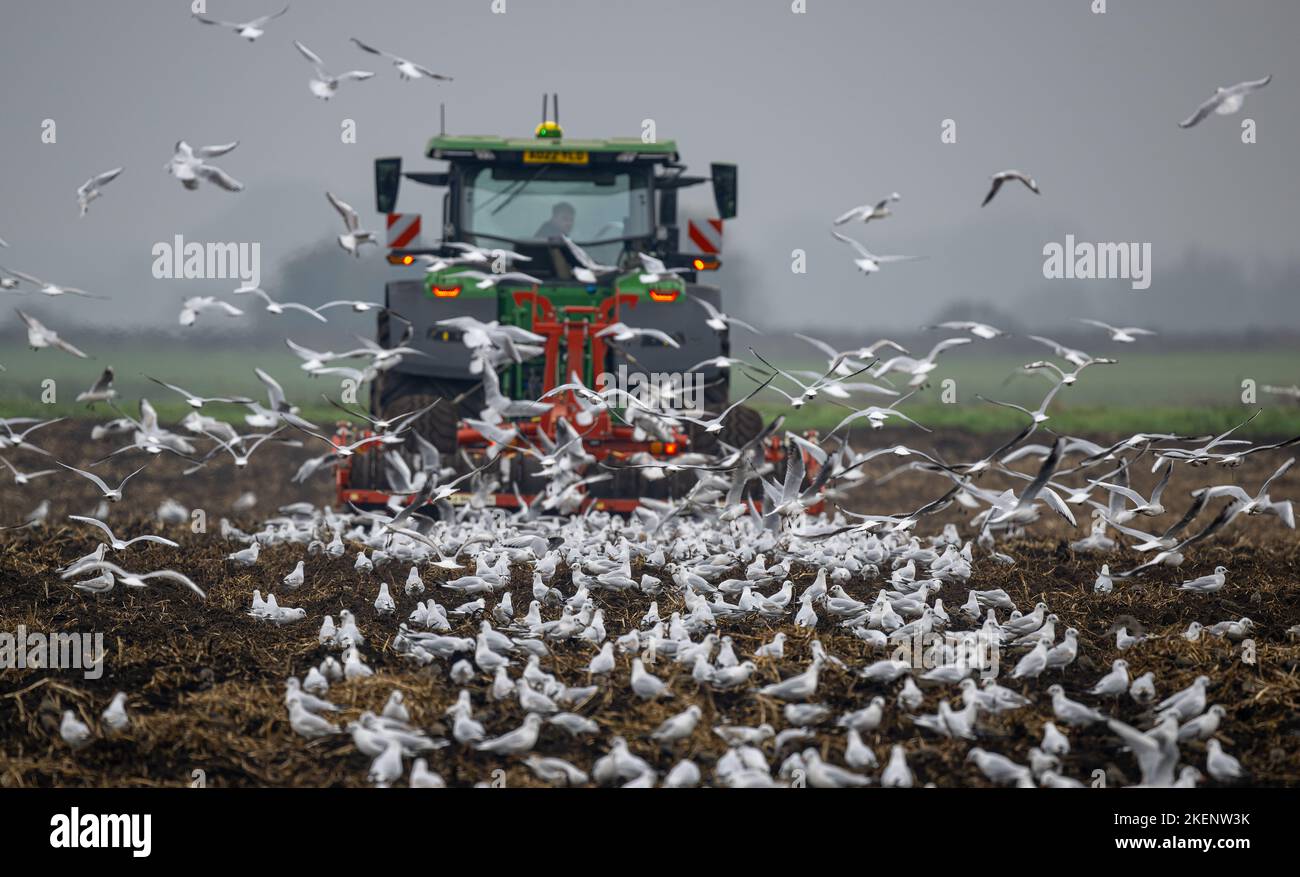 A large group of gulls following a tractor cultivating a filed in the ...