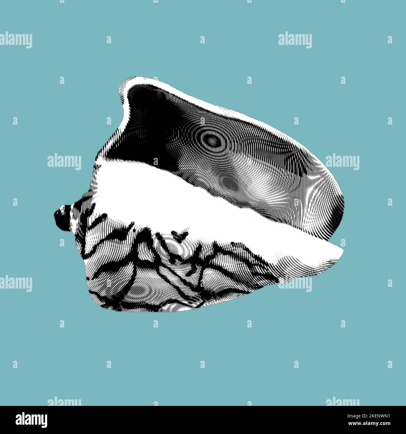 Graphic engraving of a seashell.Realistic shells illustration Stock ...