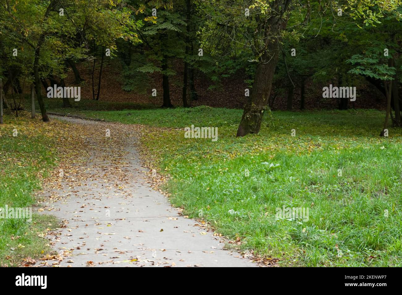 A path in the park in early fall: green grass and autumn leaves Stock ...