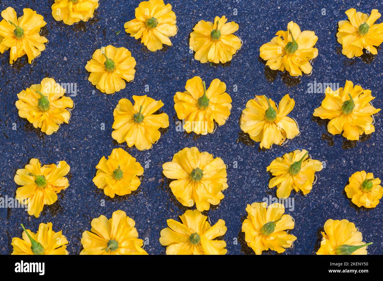 Down turned flower heads hi-res stock photography and images - Alamy