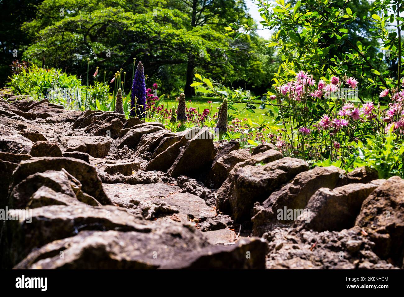 Stone walls and wild lupine on the Cotswold Way designated walking ...