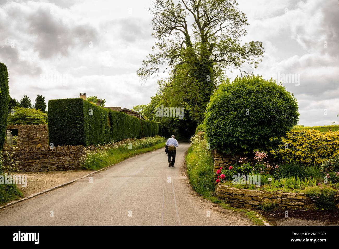 Massive boxwoods walking the Cotswold Way through Broadwell, England ...