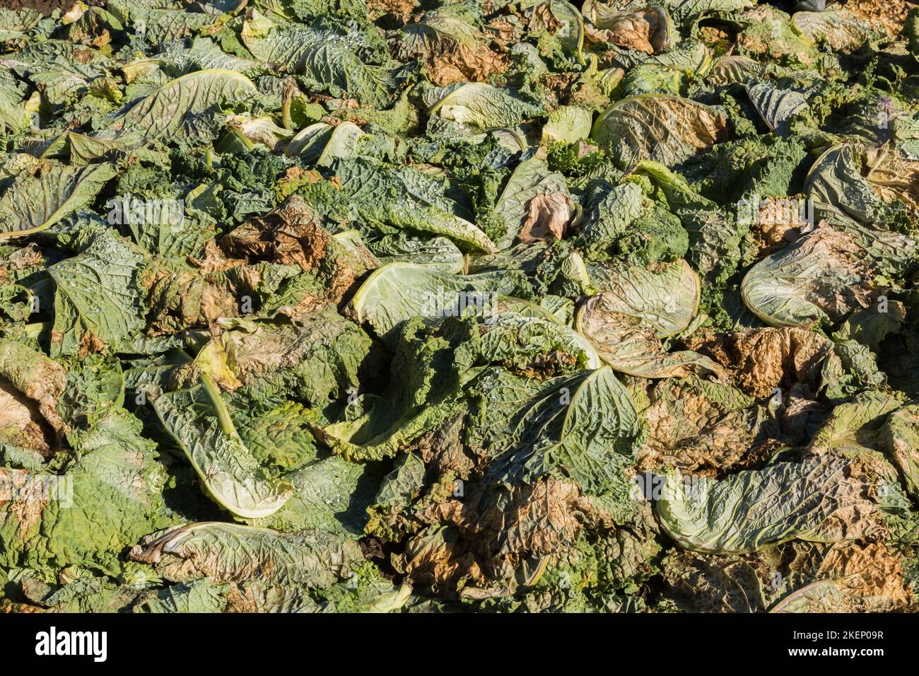 Pile of decomposing Brassica oleracea -Cabbage crops in agricultural ...