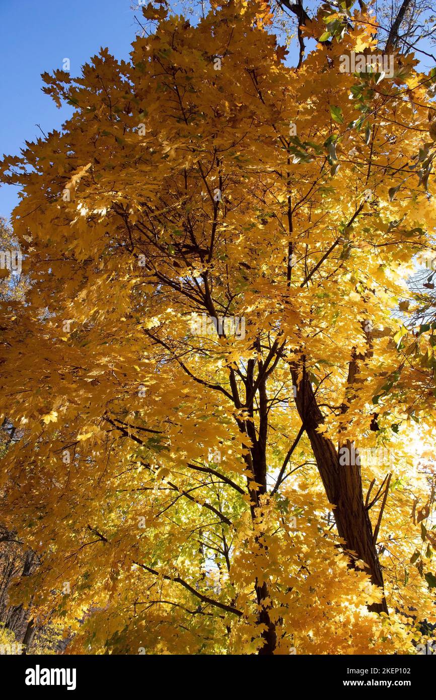 Trees and foliage in Autumn in Northeast Ohio Stock Photo - Alamy