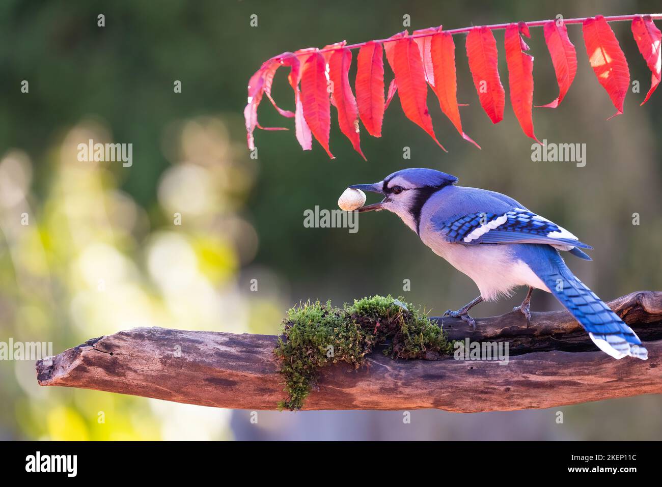 Blue jay (Cyanocitta cristata) in autumn Stock Photo - Alamy