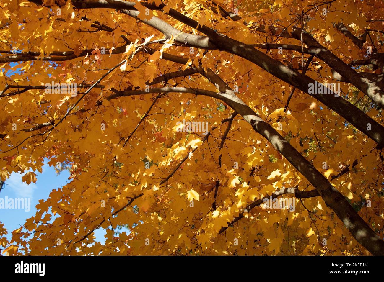 Trees and foliage in Autumn in Northeast Ohio Stock Photo - Alamy