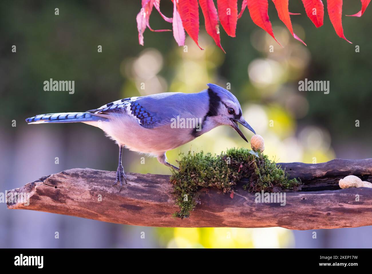 Blue jay (Cyanocitta cristata) in autumn Stock Photo - Alamy