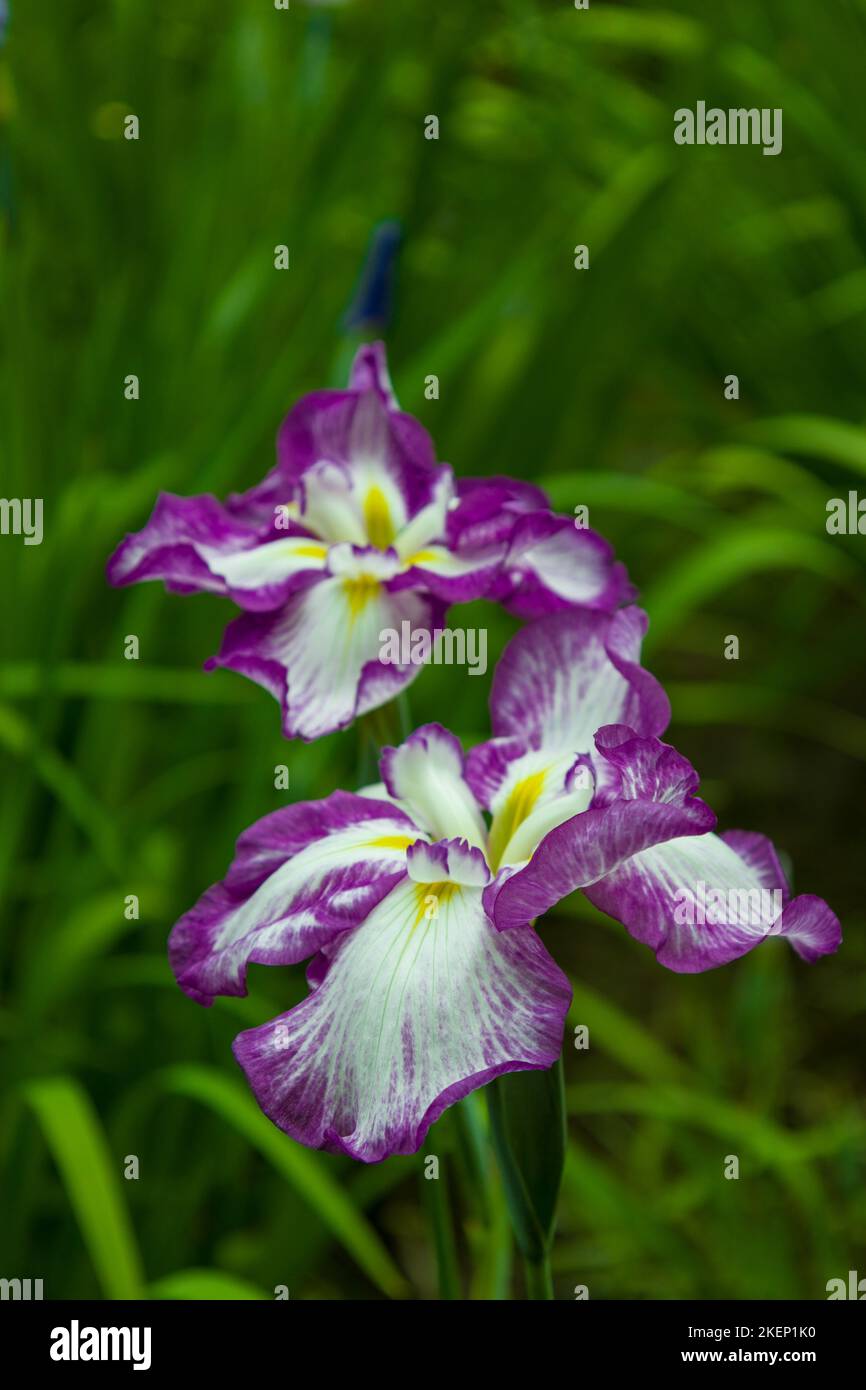 Alamy flower photo hi-res stock photography and images - Alamy