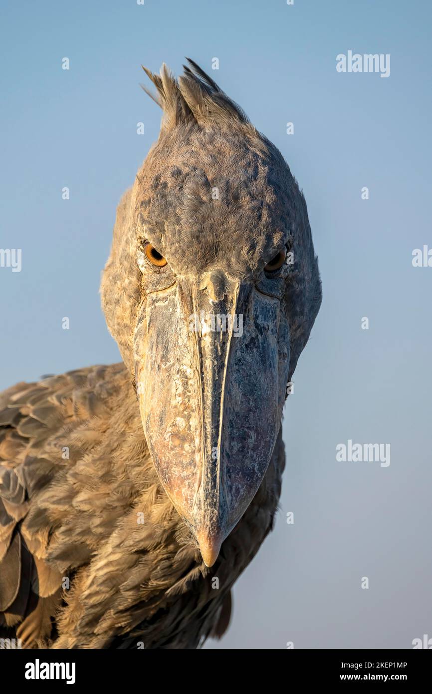 Shoebill (Balaeniceps rex), also Abu Markub, animal portrait, frontal ...