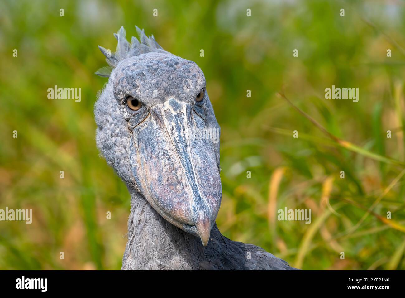 Shoebill (Balaeniceps rex), also Abu Markub, animal portrait, Bangweulu ...