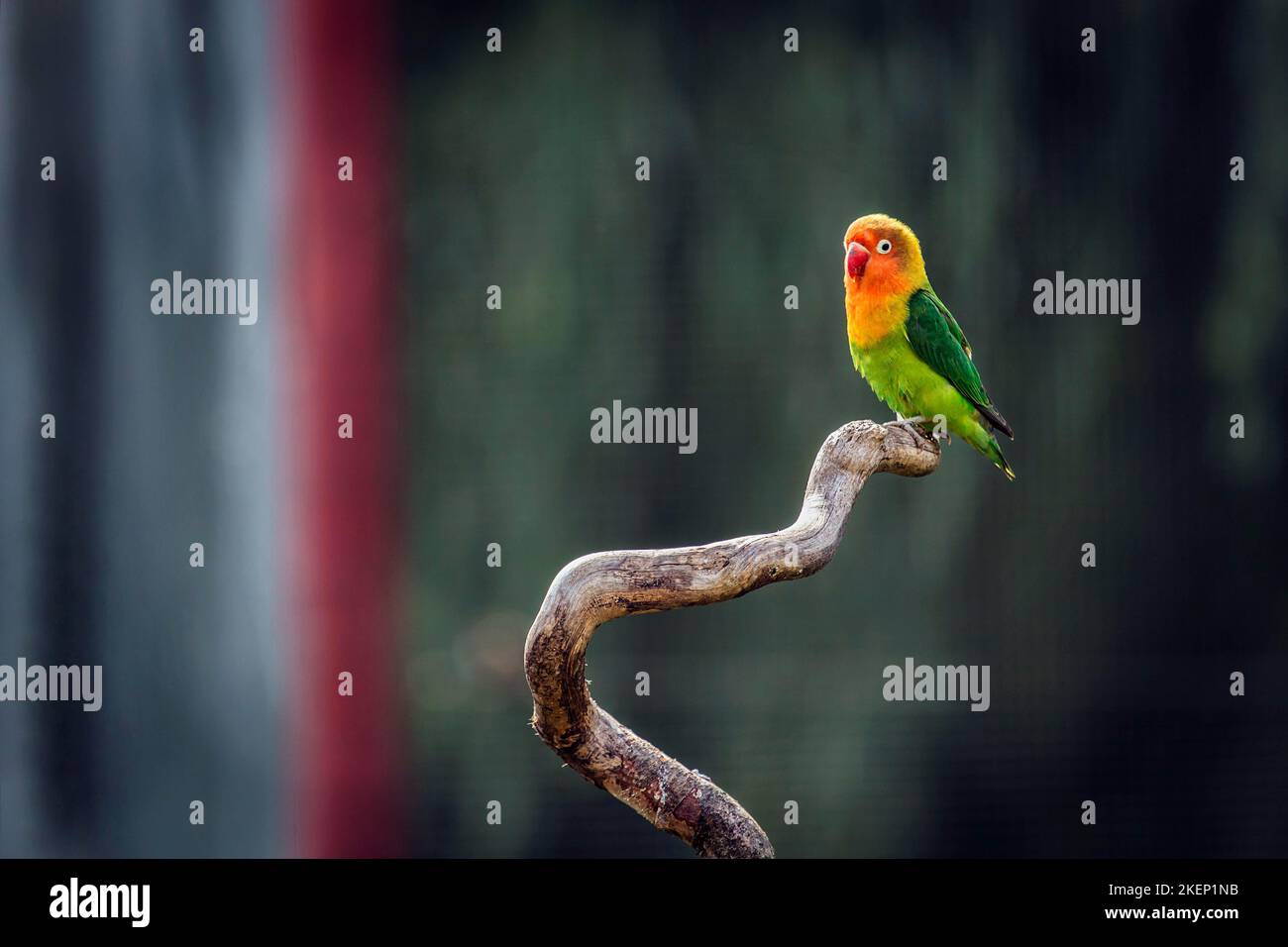 Single peachhead, fisherman's lovebird (Agapornis fischeri) sitting on ...