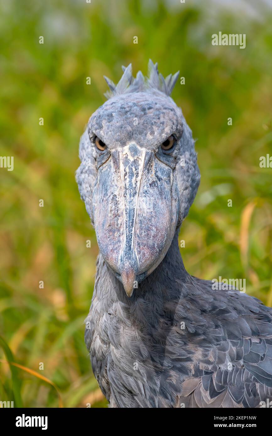 Shoebill (Balaeniceps rex), also Abu Markub, animal portrait, frontal ...