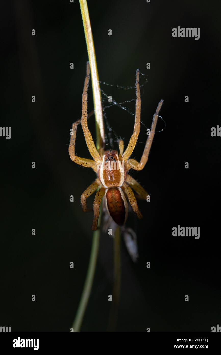 Raft spider (Dolomedes fimbriatus), sitting on a blade of grass at ...