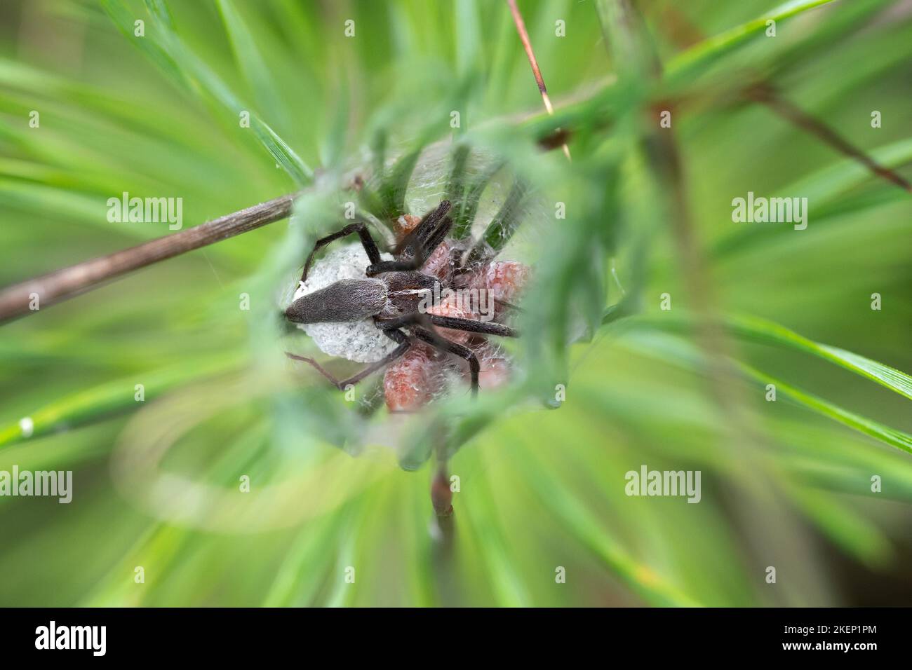 Nursery web spider (Pisaura mirabilis), female with cocoon in bell web ...