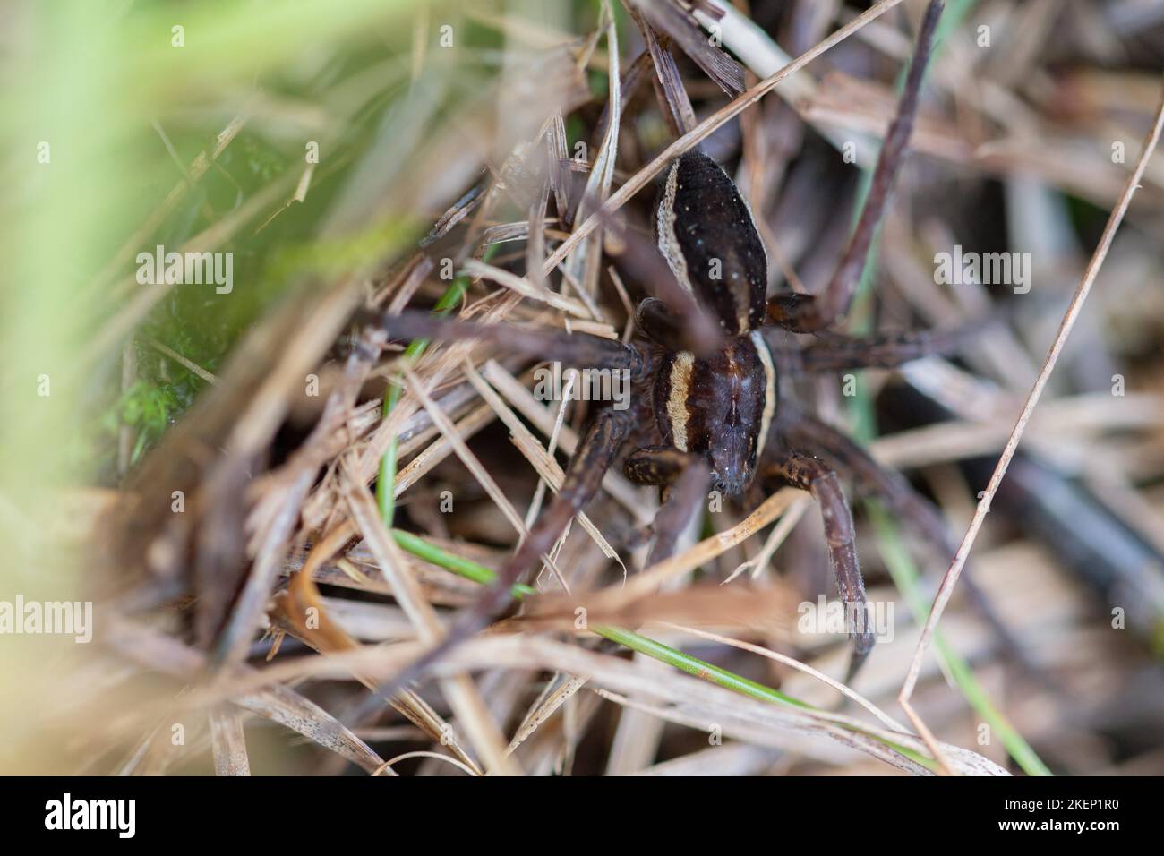 Raft spider (Dolomedes fimbriatus), sitting hidden in the grass ...