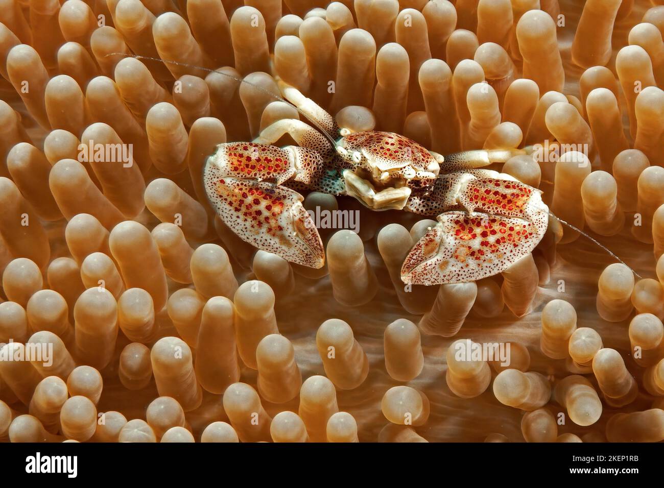 Spotted anemone crab spotted porcelain crab (Neopetrolisthes maculatus ...