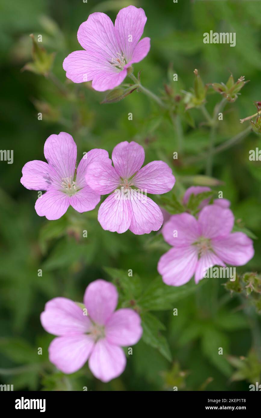 Flowers of the herb robert (Geranium robertianum), Allgaeu, Bavaria ...