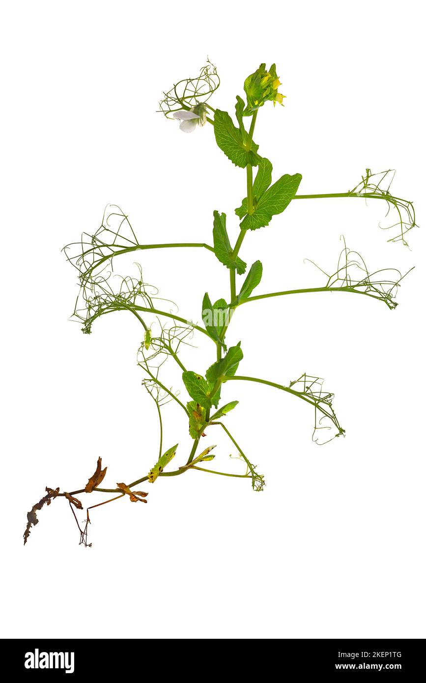 Pea plant roots Cut Out Stock Images & Pictures - Alamy