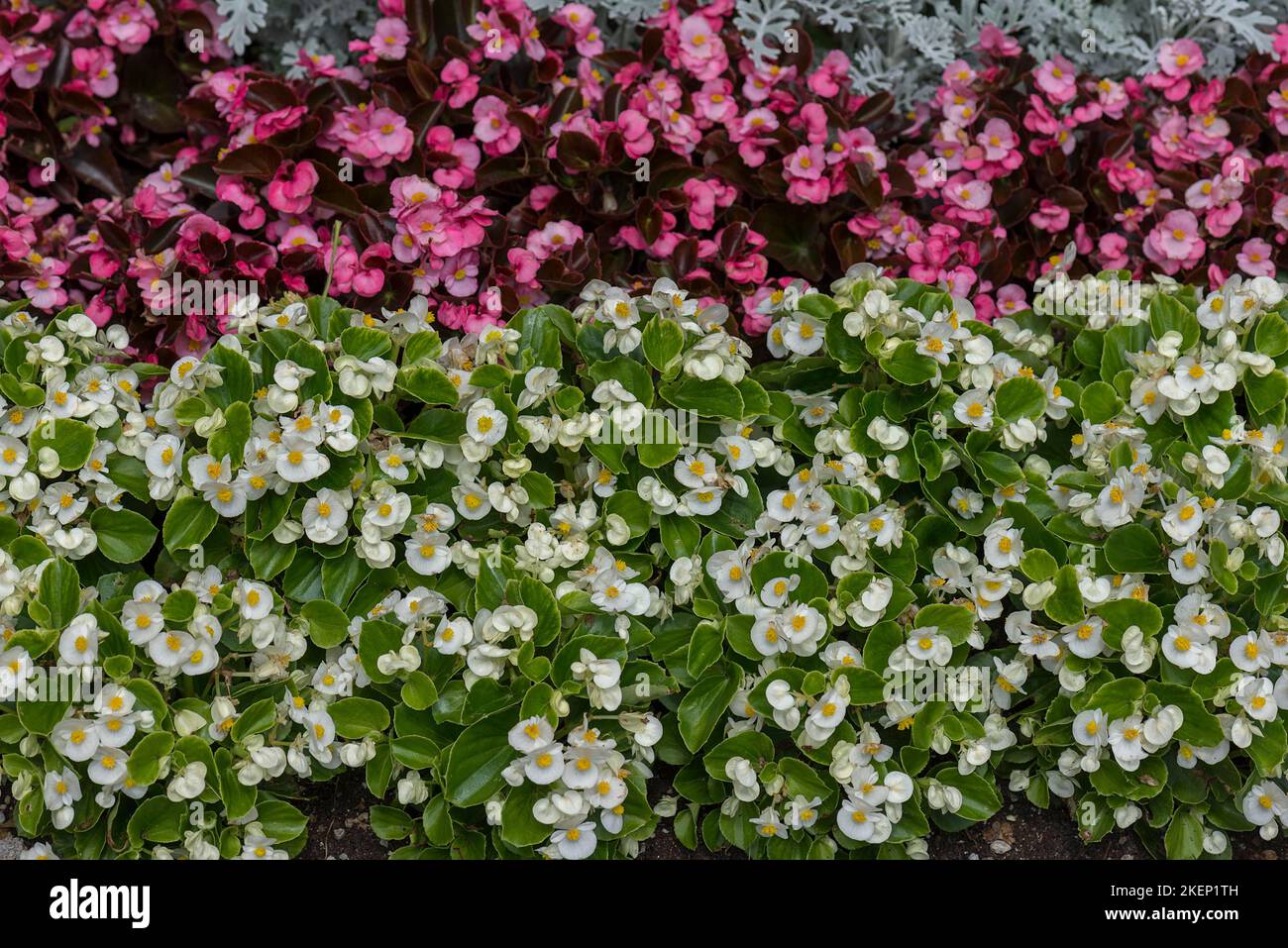 Busy lizzie (Impatiens walleriana), Bavaria, Germany Stock Photo - Alamy