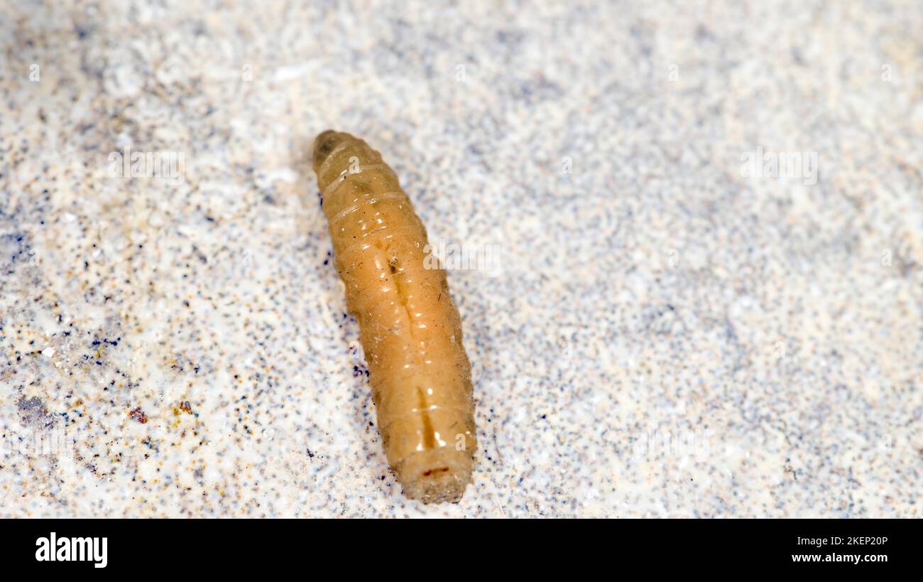 A fly maggot on a terrace floor, Saranda, Albania Stock Photo - Alamy