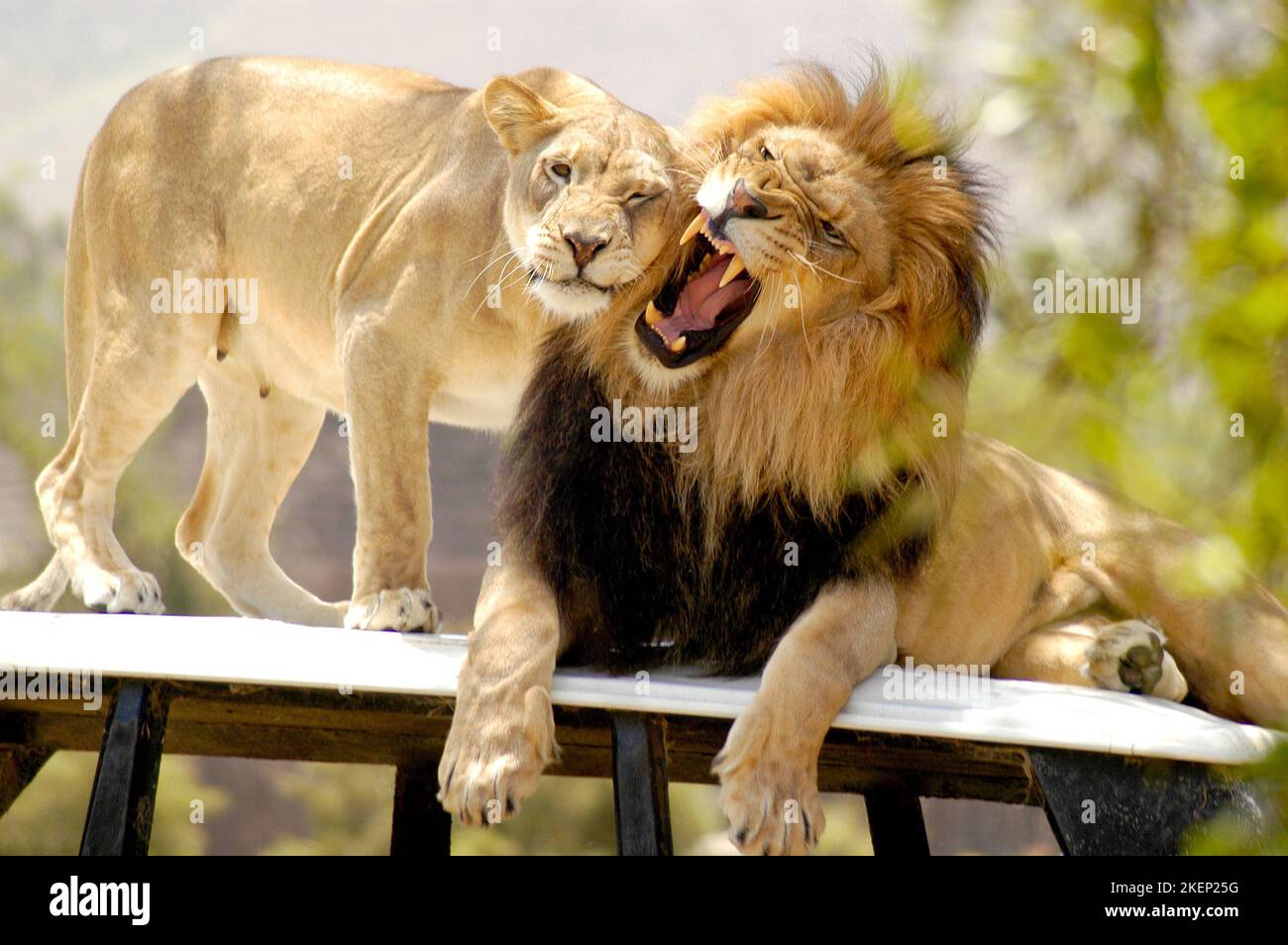 Male lion not in the mood while female lioness tries to show him some ...