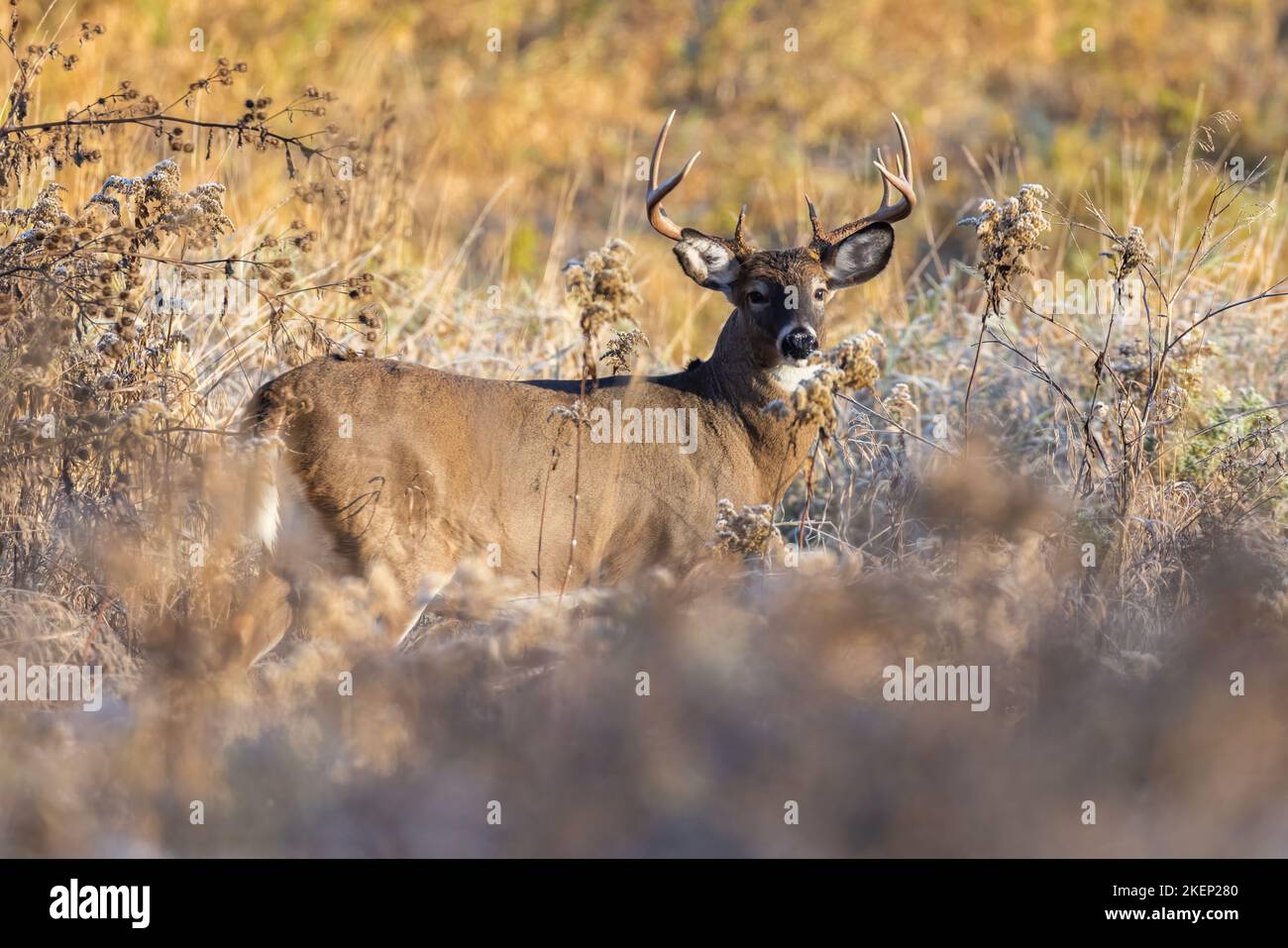 White-tailed deer (Odocoileus virginianus) in autumn Stock Photo - Alamy