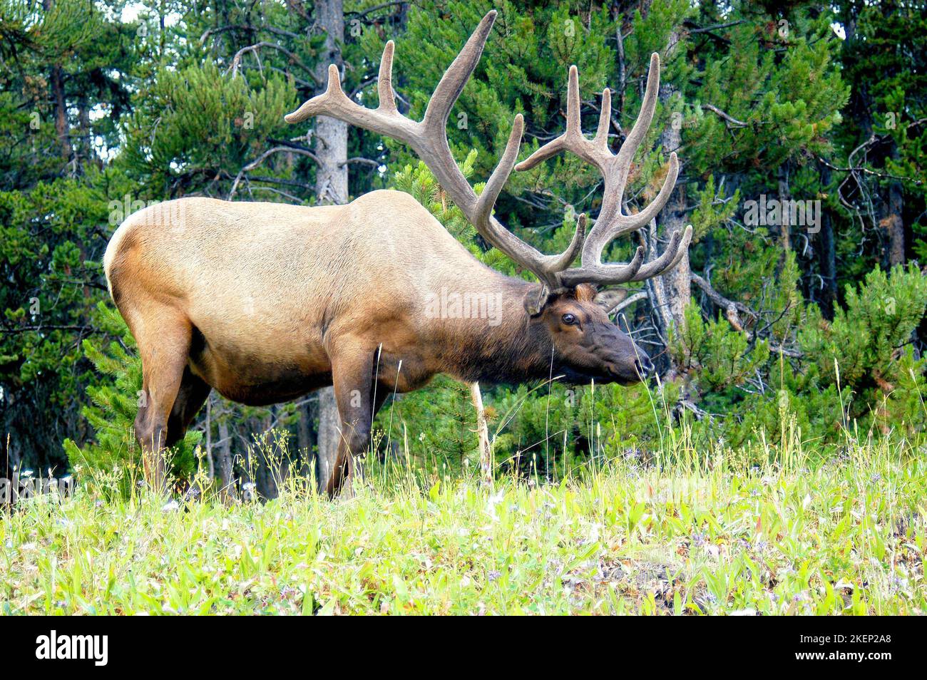 Bull Elk with a Big Rack Stock Photo - Alamy