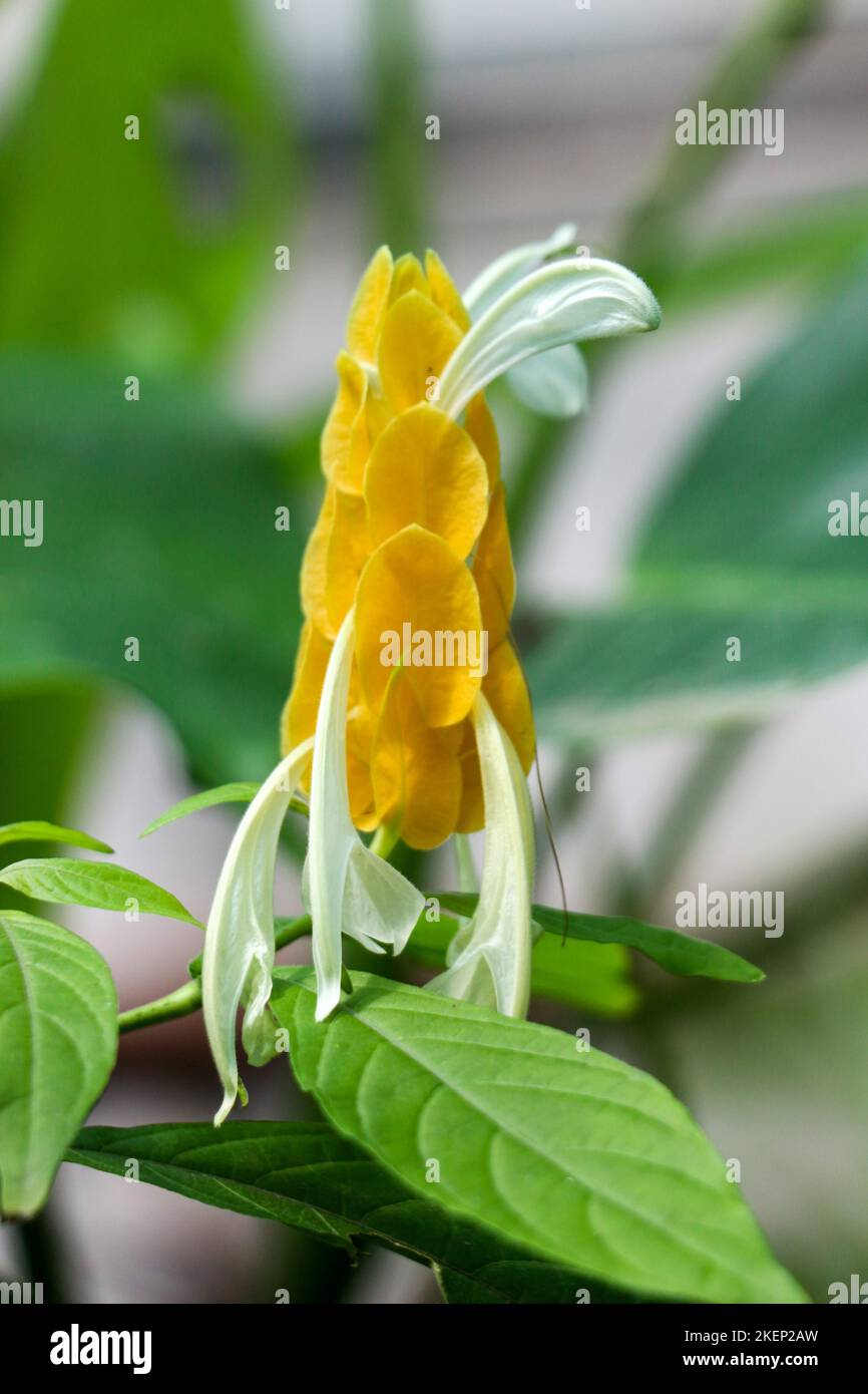 Beautiful The lollipop plant flowers in nature background Stock Photo ...