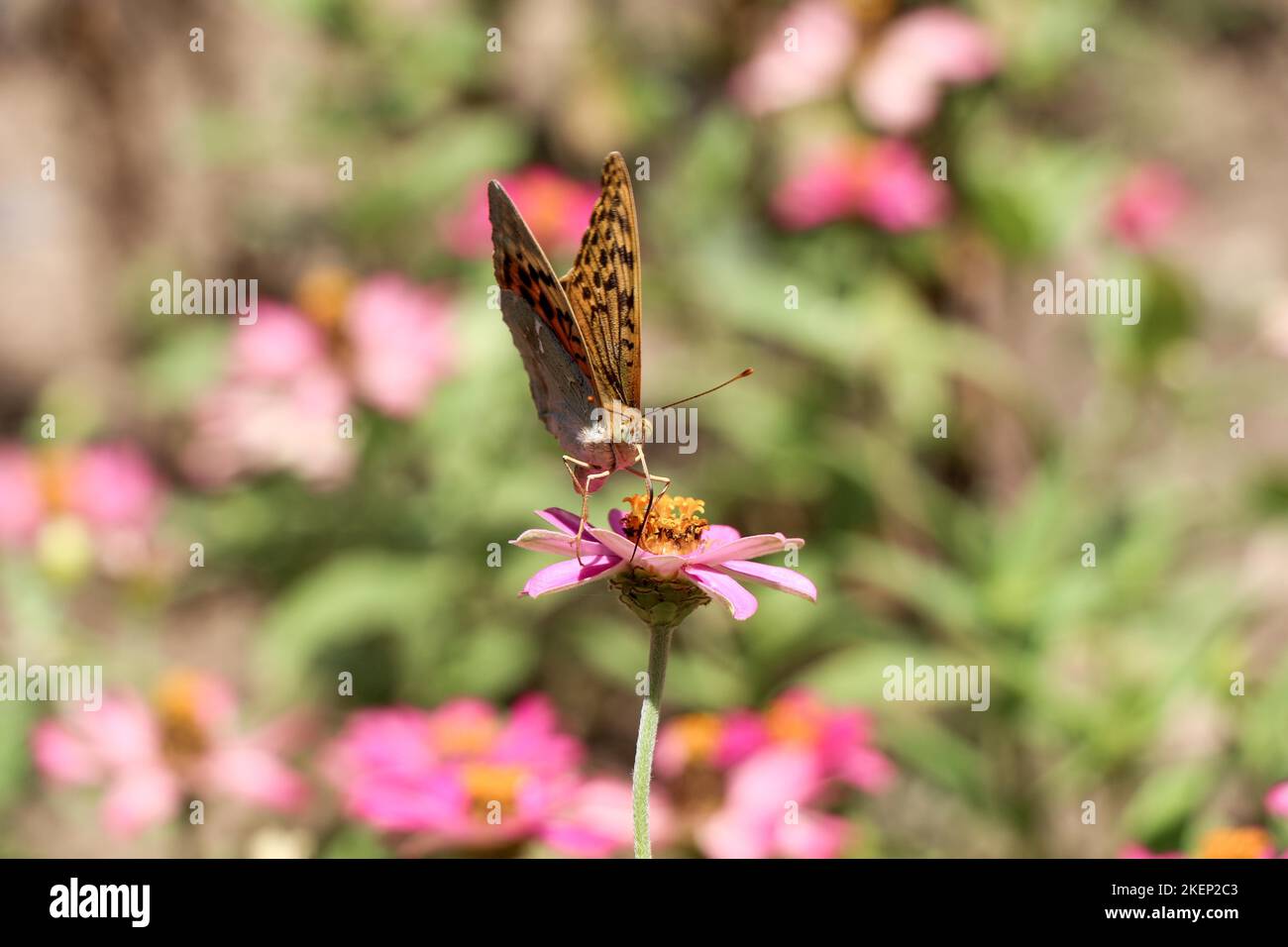 Beautiful fresh flowers in nature background Stock Photo - Alamy