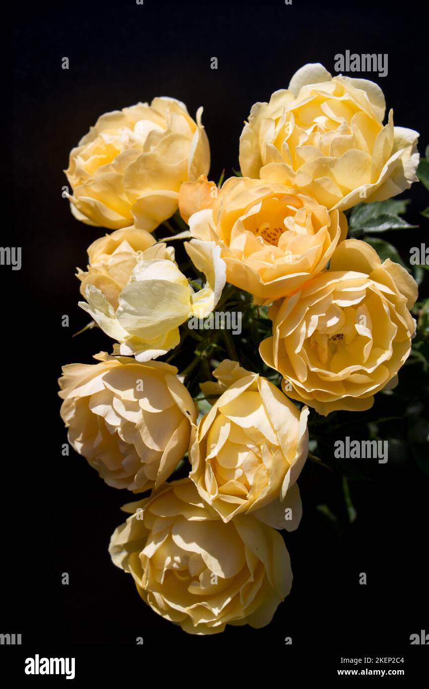 Beautiful rose with a black background Stock Photo - Alamy