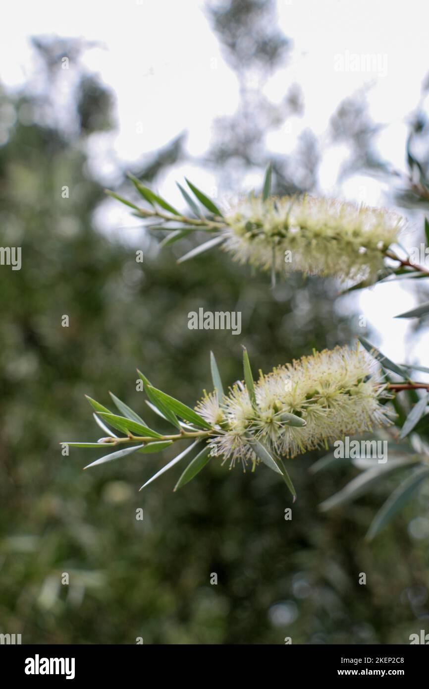 Beautiful fresh flowers in nature background Stock Photo - Alamy