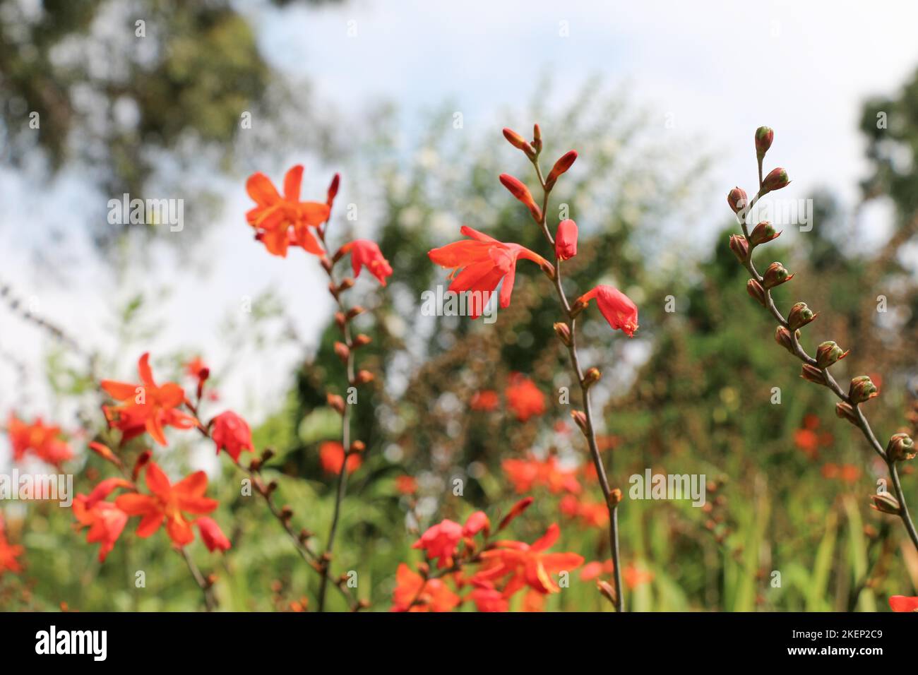 Beautiful Crocosmia flowers in nature background Stock Photo - Alamy
