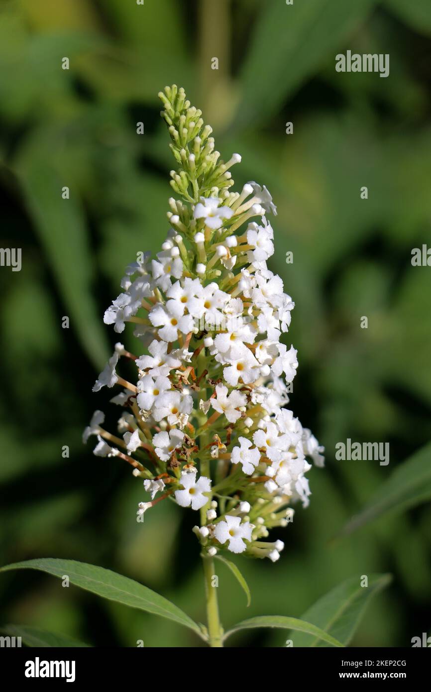 Beautiful fresh flowers in nature background Stock Photo - Alamy