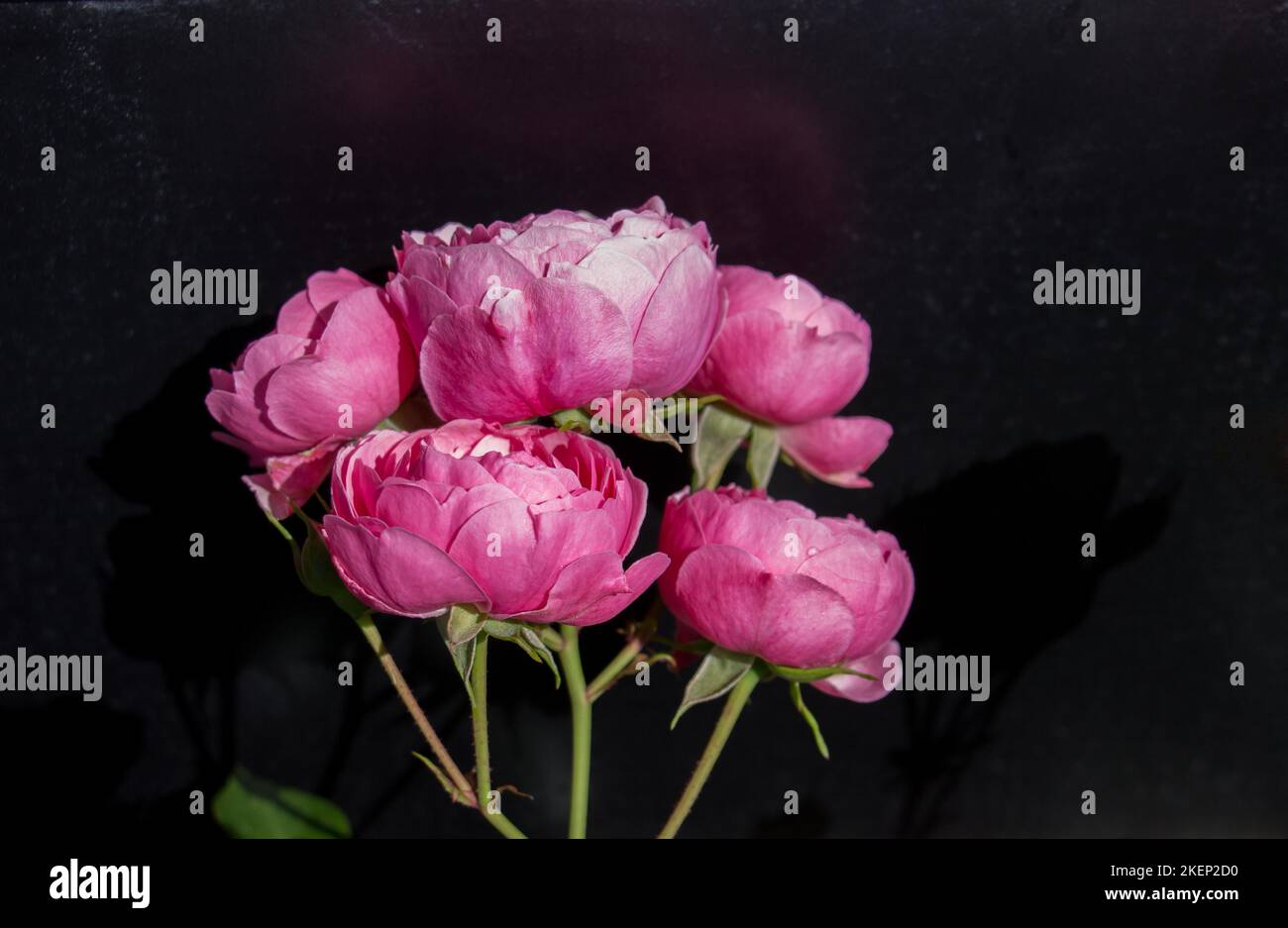 Beautiful roses with a black background Stock Photo - Alamy