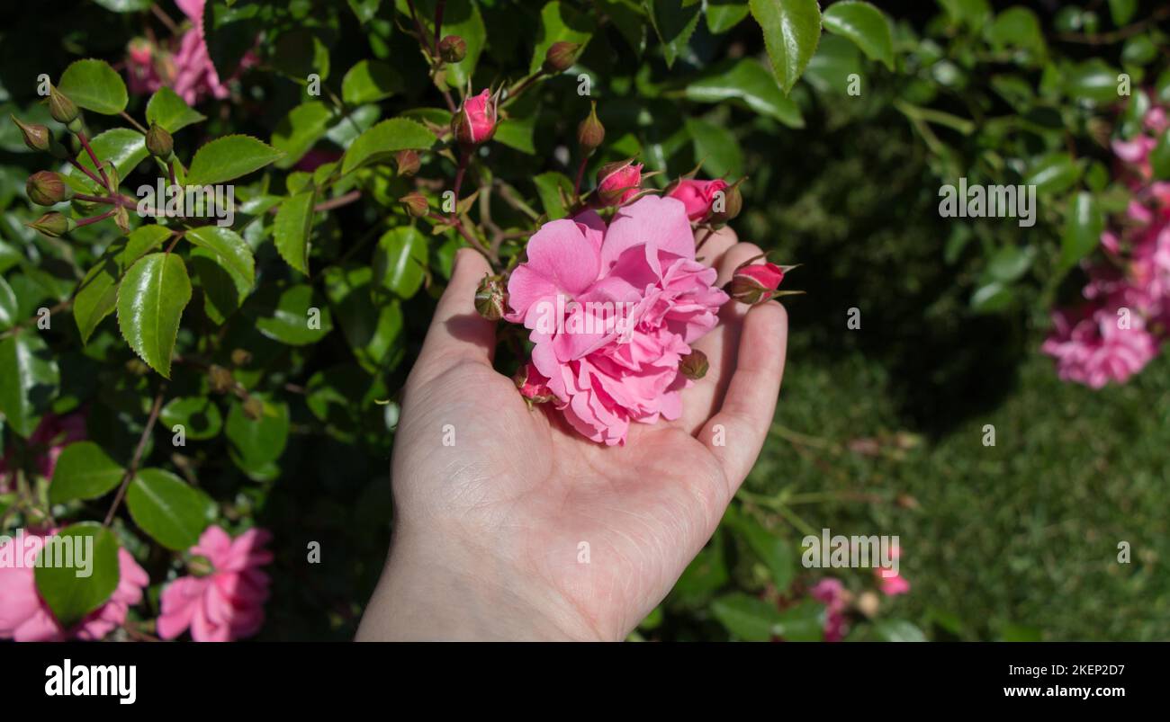 Hand holding a colorful Rose Flower Stock Photo - Alamy