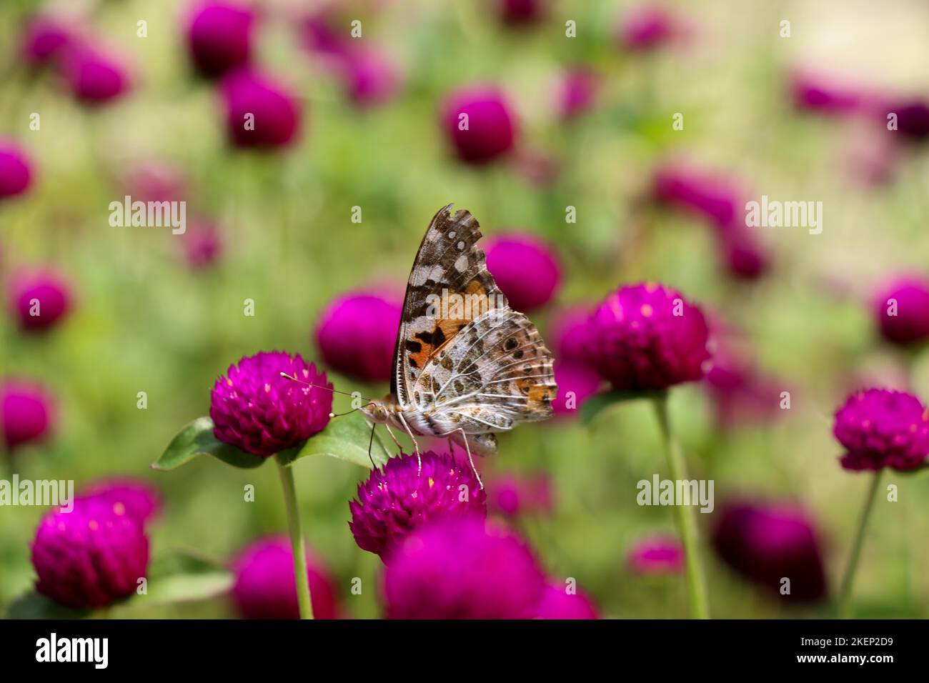 Beautiful butterfly perching on flower on nature background Stock Photo ...