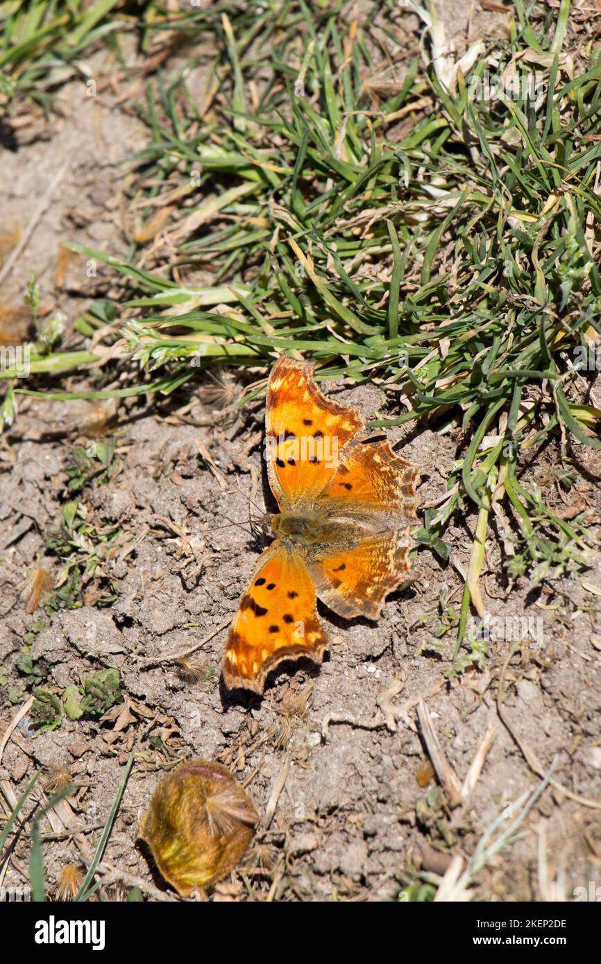 Beautiful butterfly perching on flower on nature background Stock Photo ...
