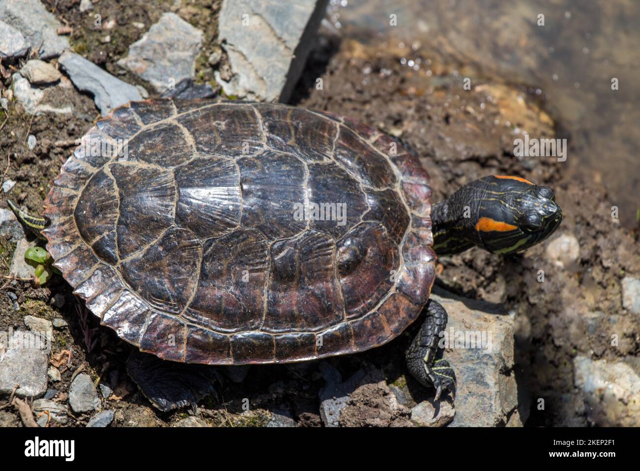 Lonely turtle hi-res stock photography and images - Alamy