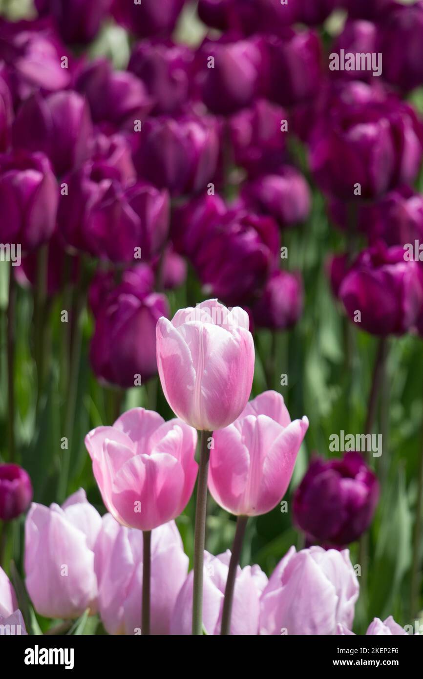 Tulip Flowers Blooming in Spring Season Stock Photo - Alamy