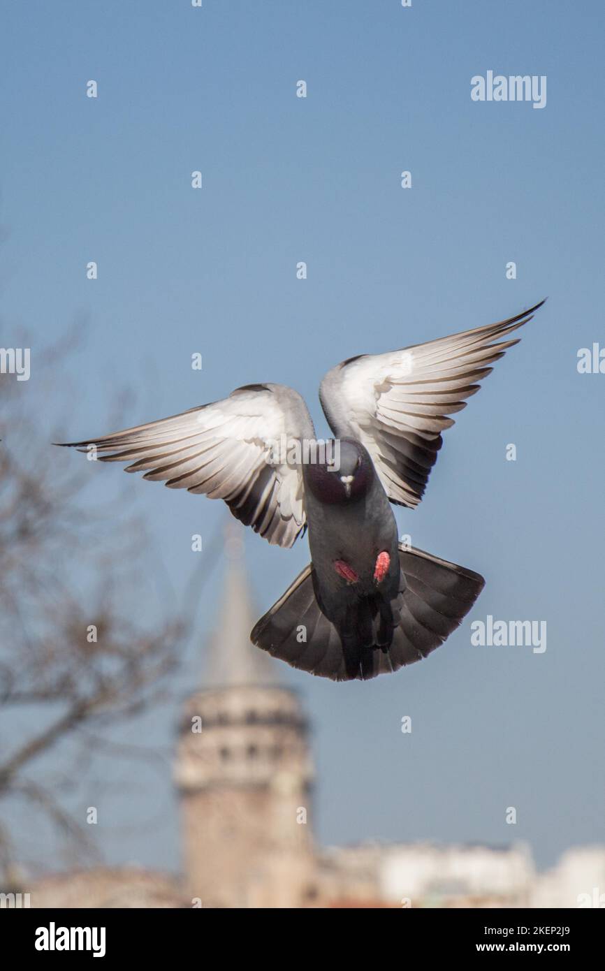 Single pigeon in the air with wings wide open Stock Photo - Alamy